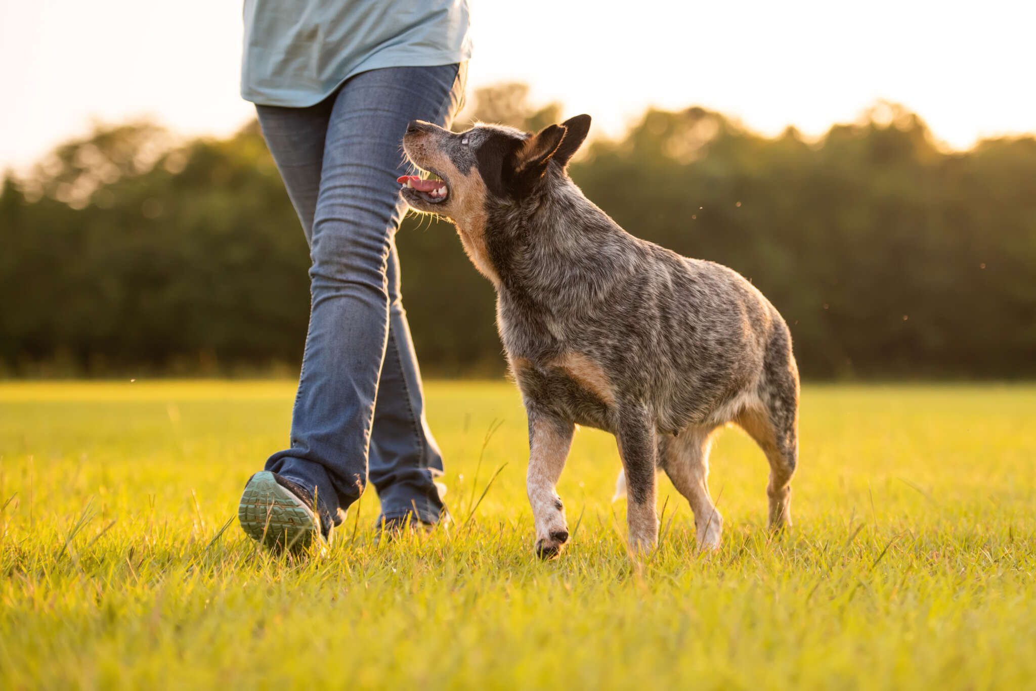 How to Train a Herding Dog - Dog Academy