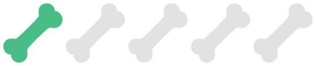 Bichon Poodle: Your Complete Guide - Dog Academy