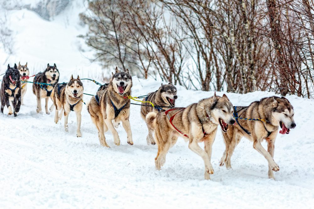 Siberian Husky: Your Complete Guide - Dog Academy