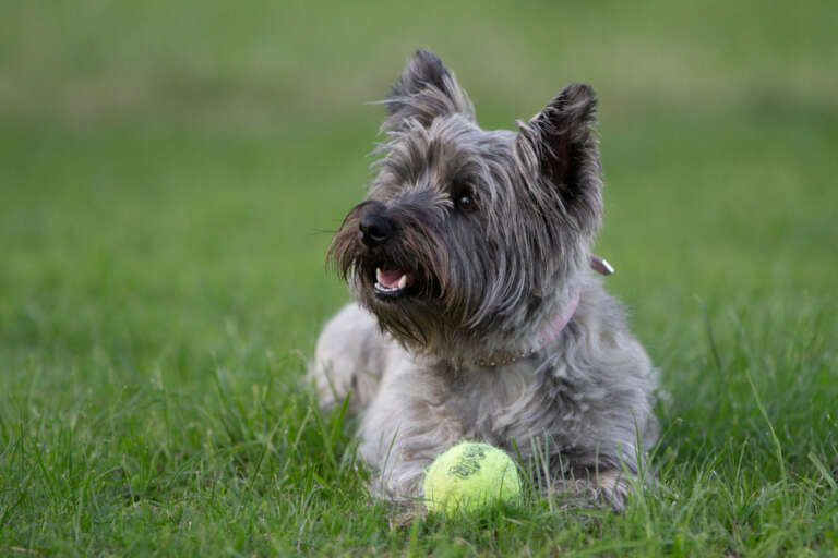 Cairn Terrier: Your Complete Guide - Dog Academy