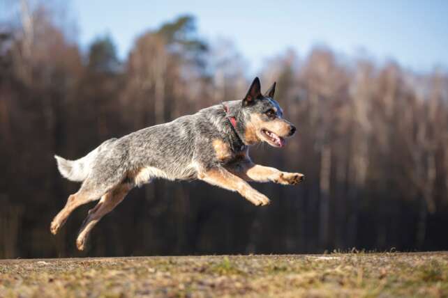 Blue Heeler: Your Complete Guide - Dog Academy