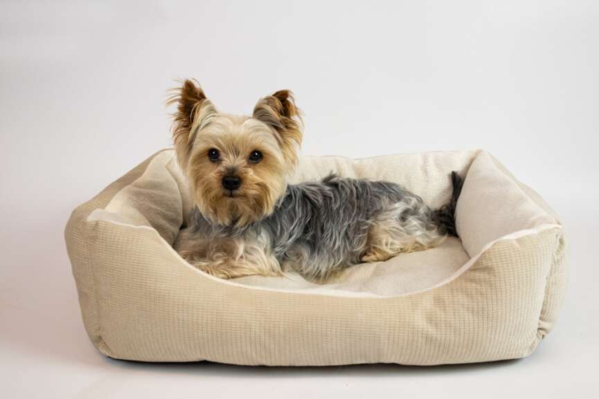 Yorkshire Terrier: Your Complete Guide - Dog Academy