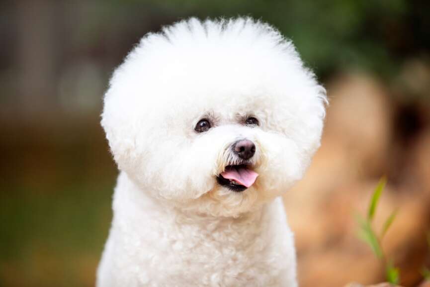 Bichon Frise: Complete Guide - Dog Academy
