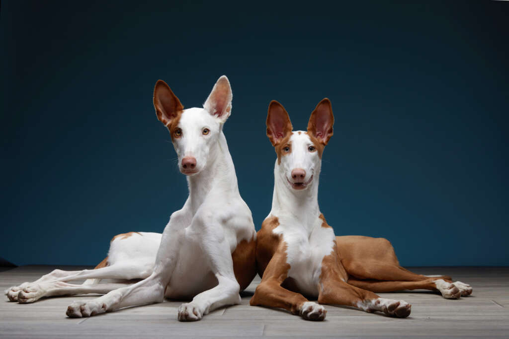 Ibizan Hound: Your Complete Guide - Dog Academy