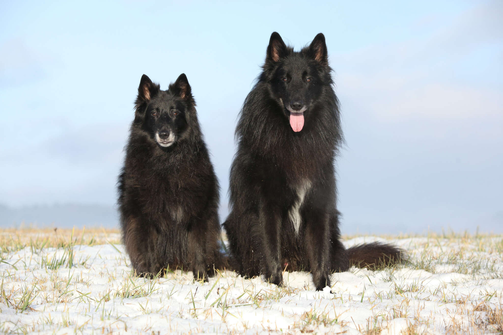 Groenendael: Your Complete Guide - Dog Academy